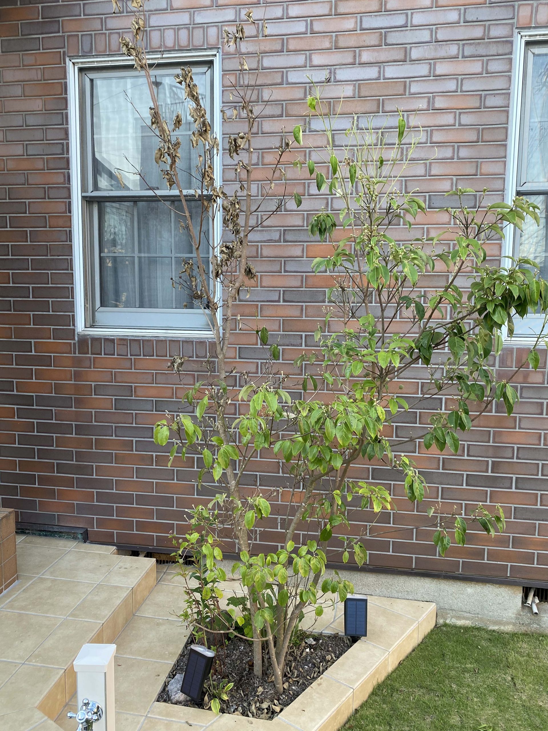 kinari no design methodとは？ 〚瀟洒な煉瓦のコンサバトリー〛の つくりかた。 | 一級建築士と叶える素敵なお庭｜千葉市 ...